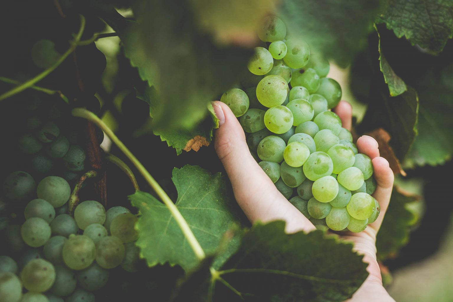 Cellar Door Hunter Valley | Tintilla Estate Wines